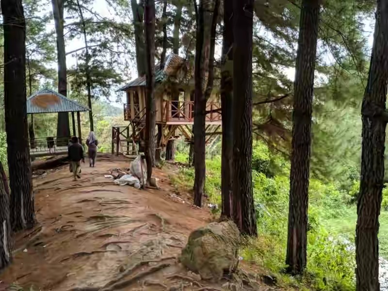 Sejuknya Wisata Hutan Pinus Tapango | Media Online Terdepan